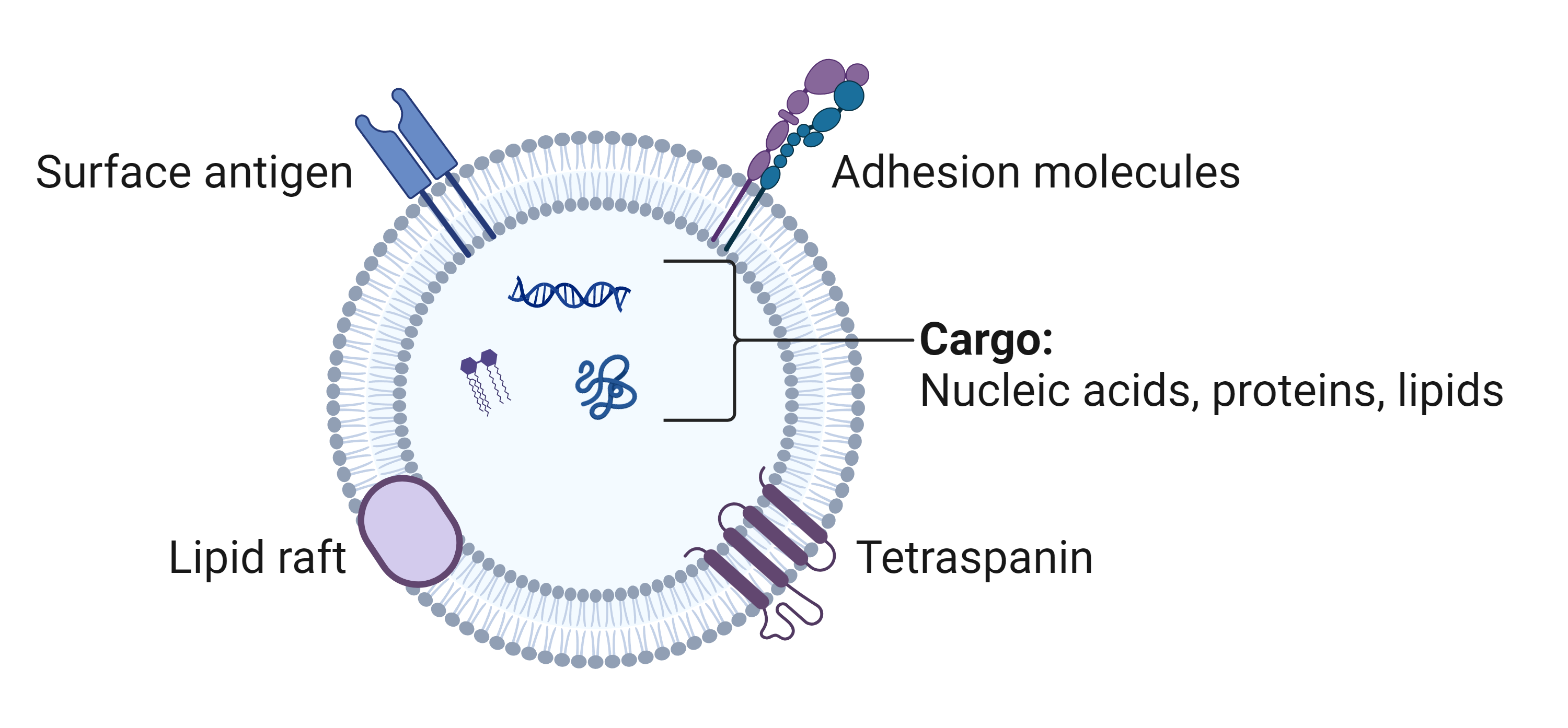 Exosomes AAT Bioquest
